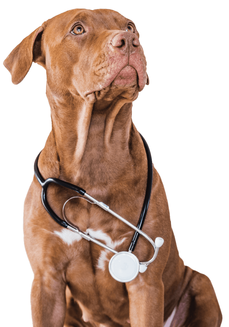 Veterinarian in Virginia Beach, VA | Independence Veterinary Hospital